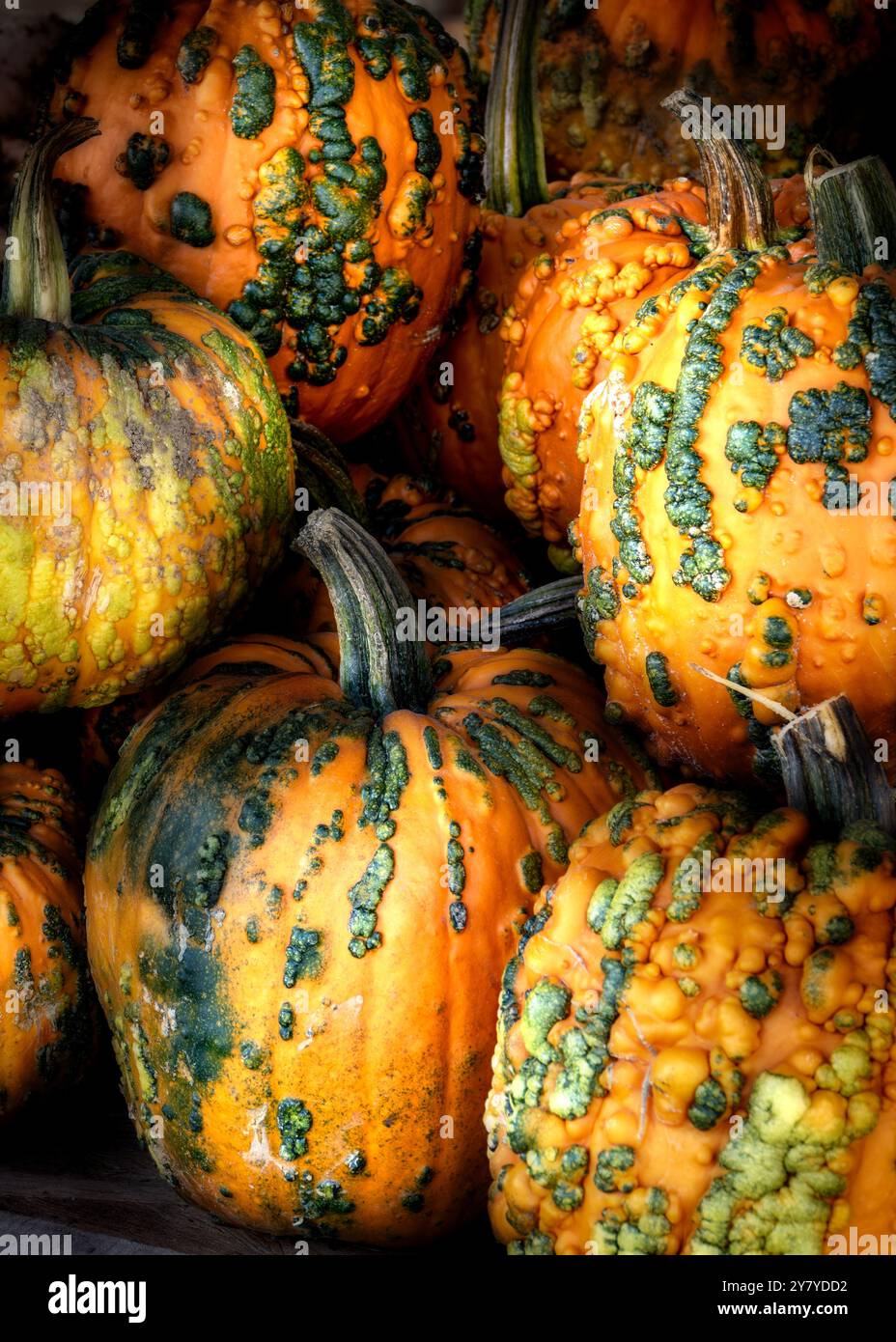 Country magazine detail of pumpkins hi-res stock photography and images ...