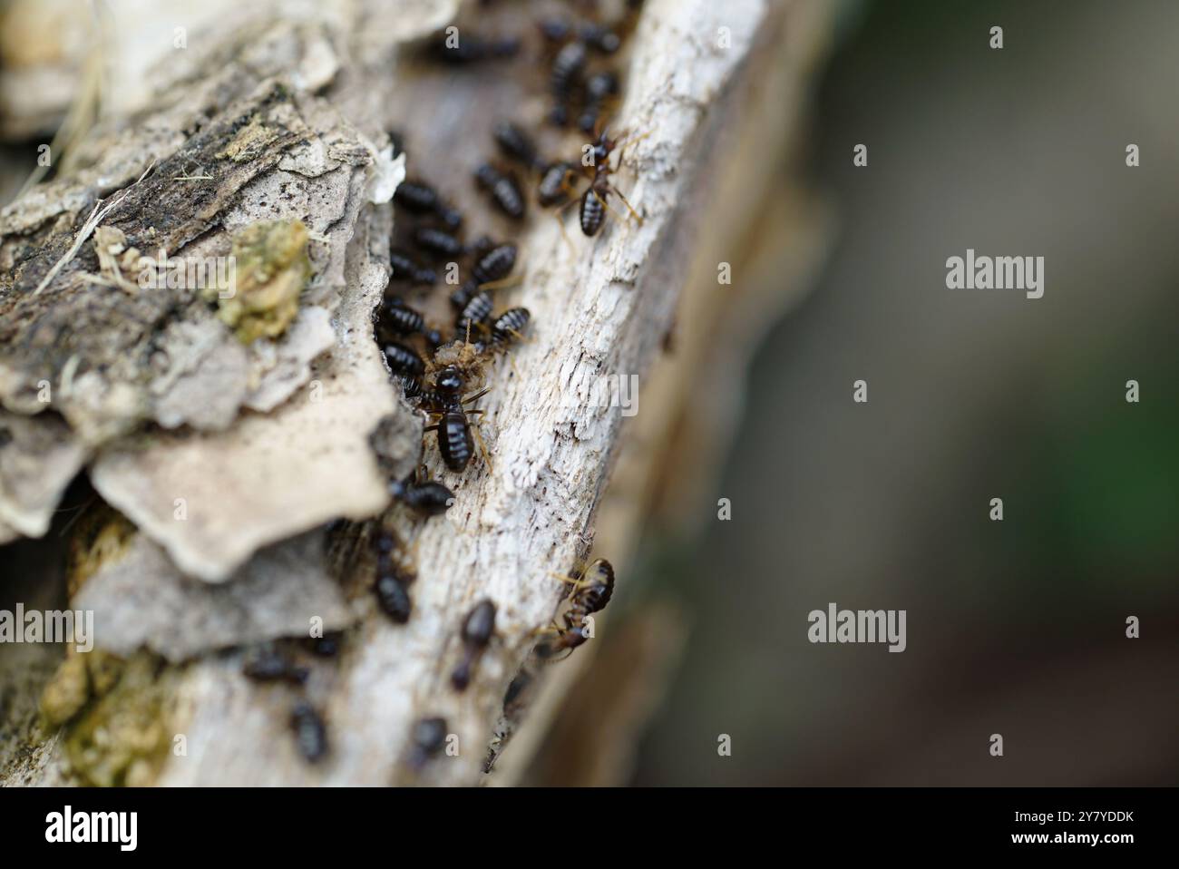 soldier termite is guarding the worker termites Stock Photo - Alamy