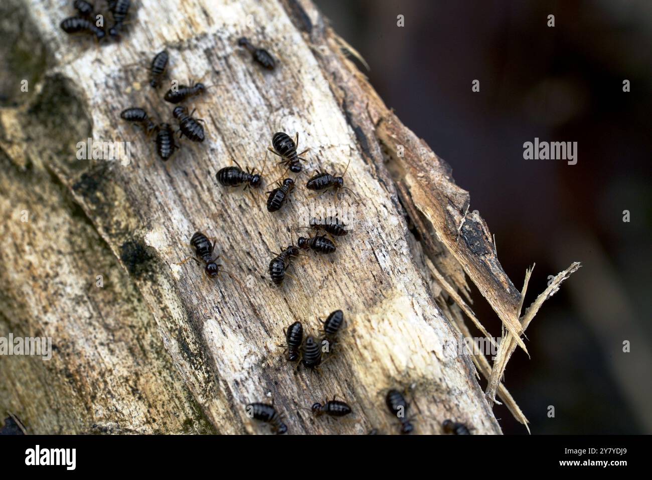 Worker termites on wood Stock Photo - Alamy