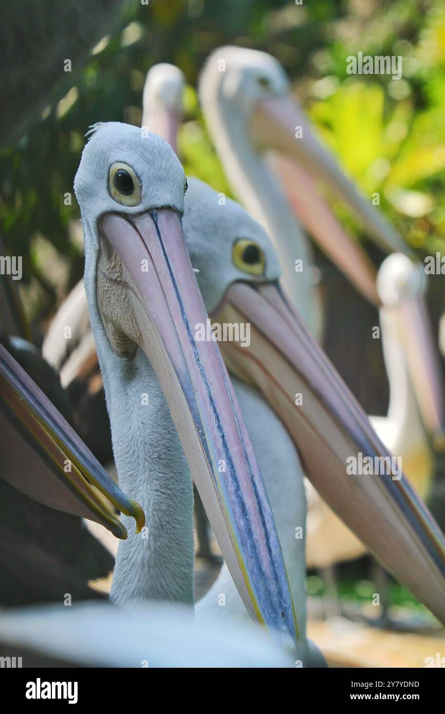 Pelican bird outdoor image hi-res stock photography and images - Alamy