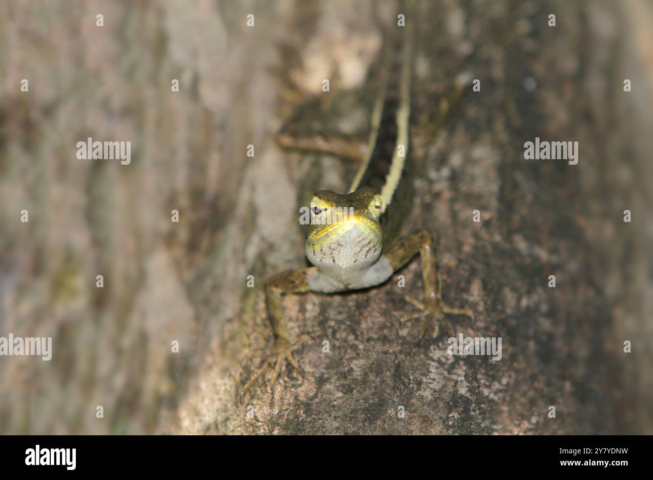 A chameleon was watching around noon from a tree Stock Photo - Alamy