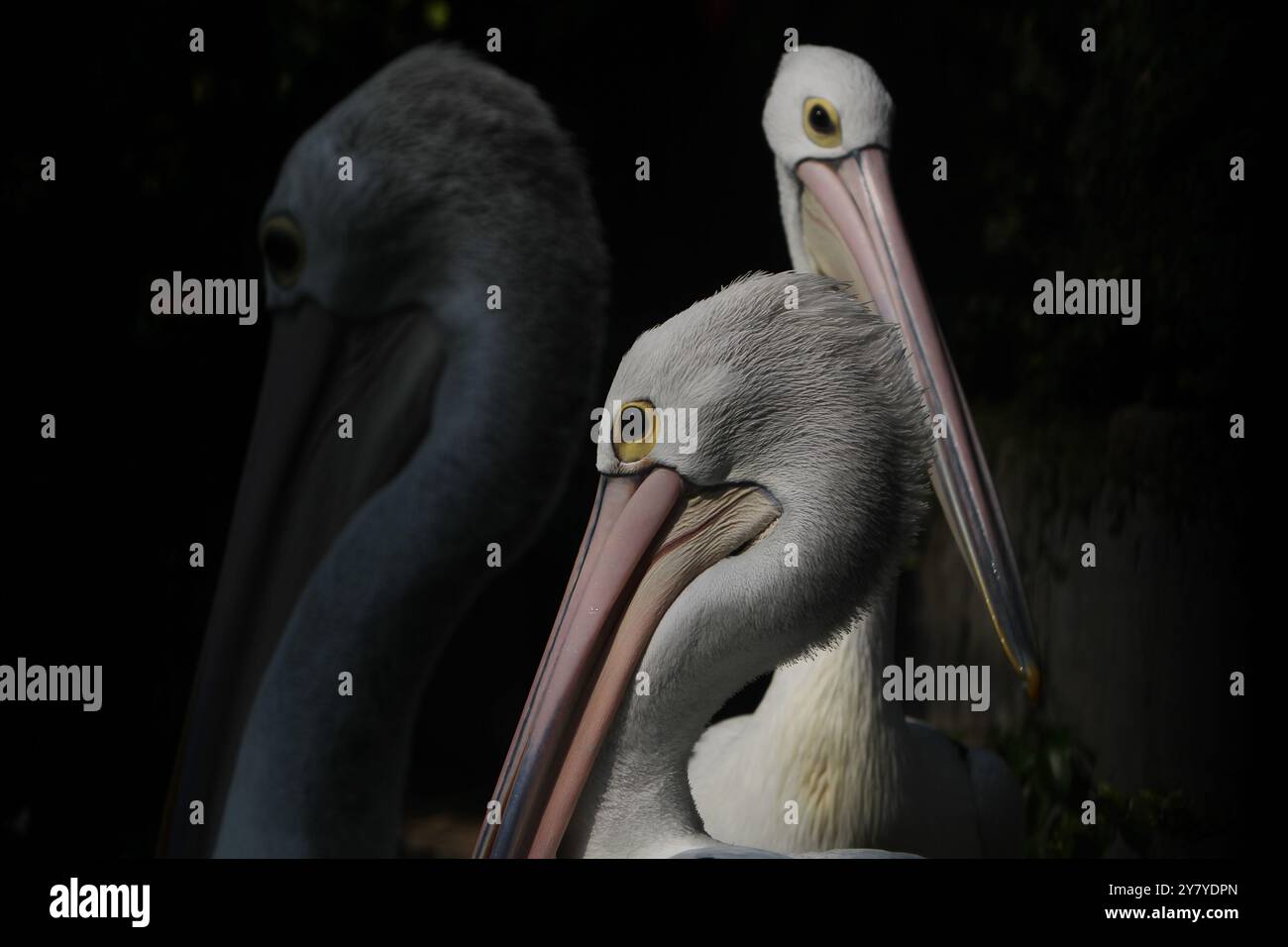 Flocking behavior hi-res stock photography and images - Alamy