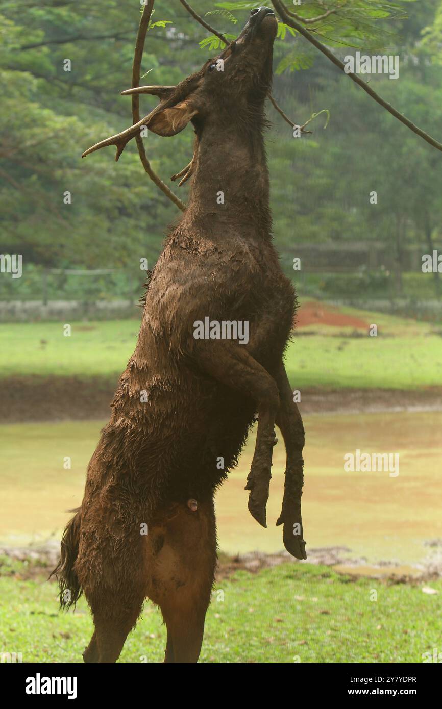 a sambar deer standing eating leaves on a tree Stock Photo - Alamy