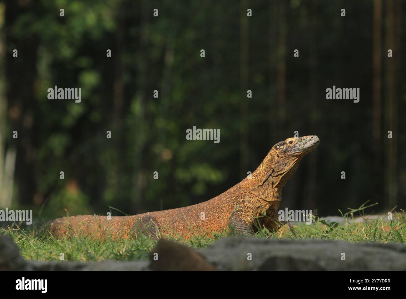 a Komodo dragon roams the bushes in the morning Stock Photo - Alamy