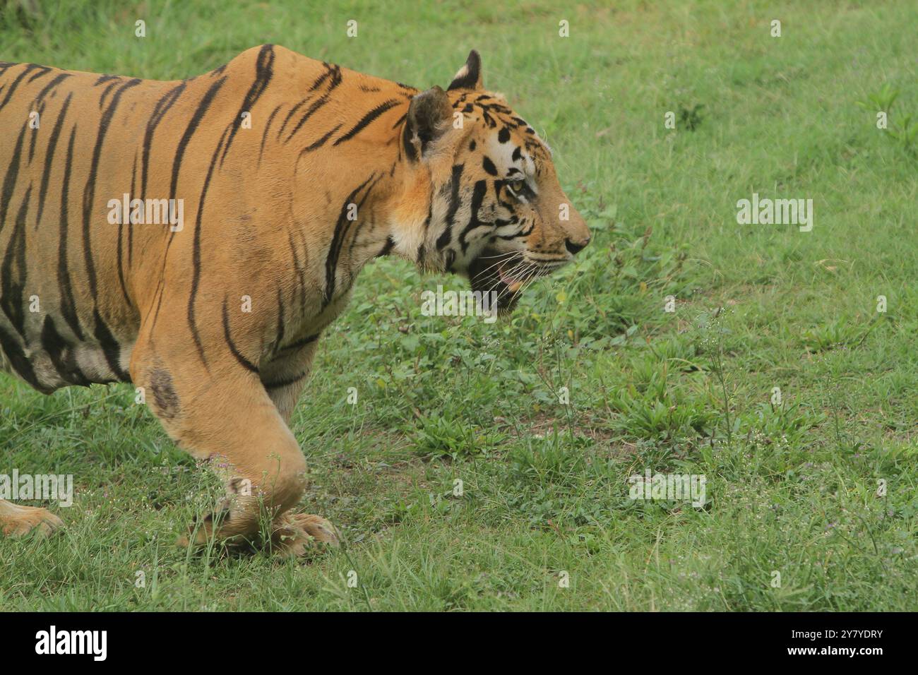 A Bengal tiger walks in the grass at noon Stock Photo - Alamy