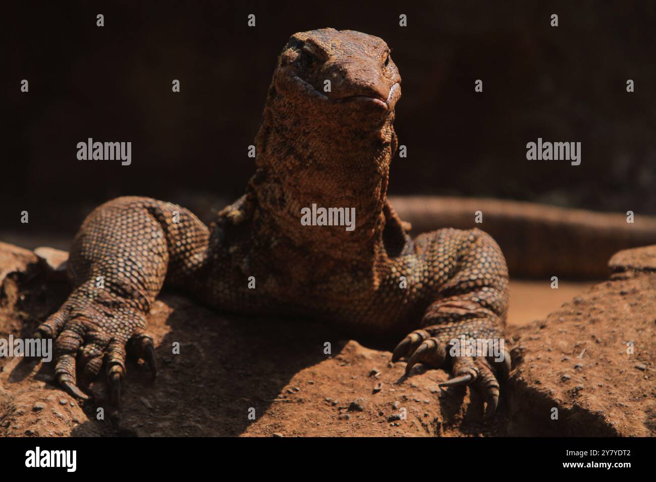 A salvator lizard observes the surroundings from a hole in the ground ...