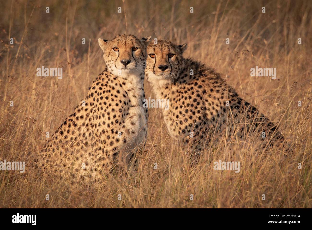 Africa Cheetah twins Stock Photo - Alamy