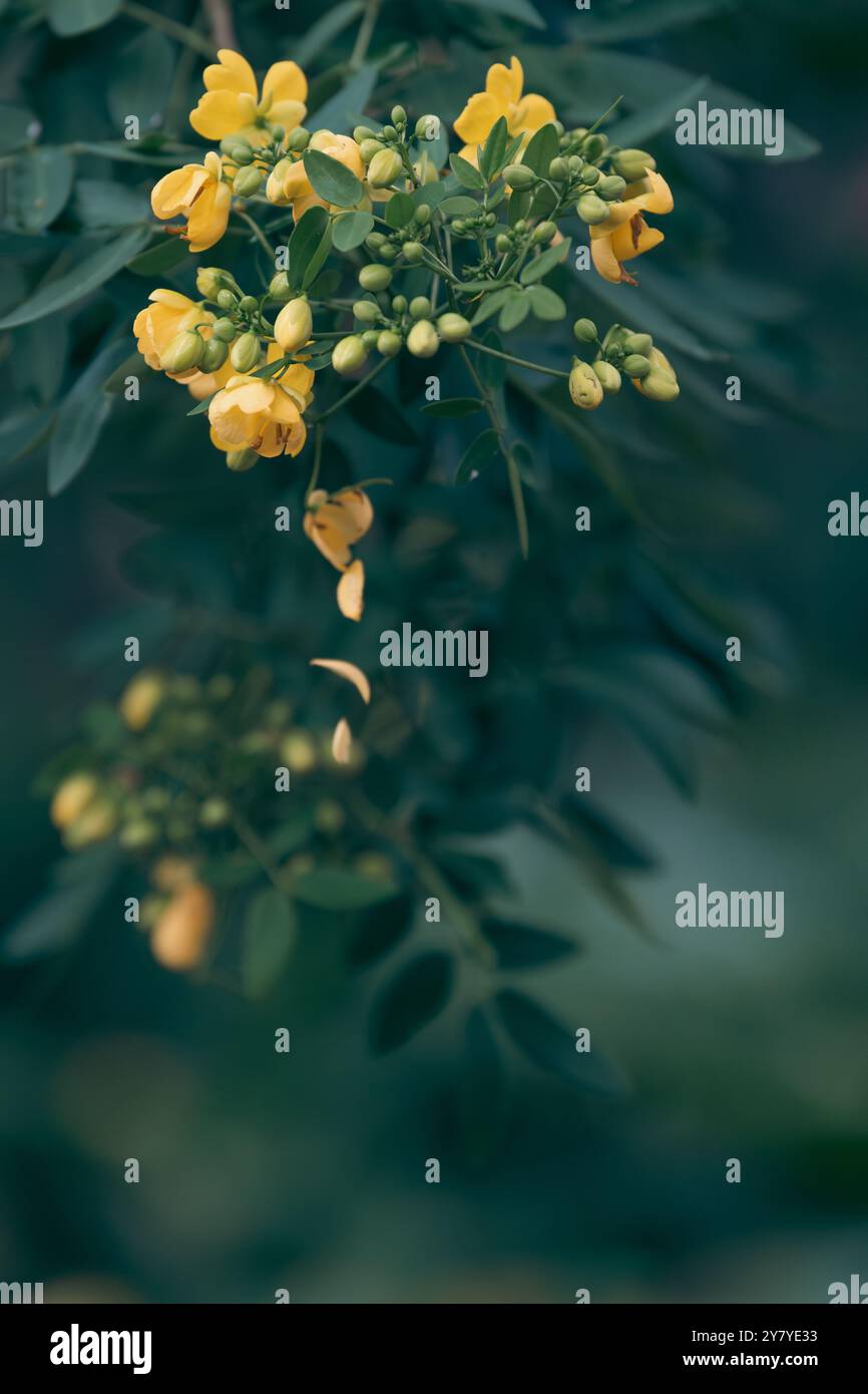 The beautiful yellow flowers of a Senna plant blooming in a Texas ...