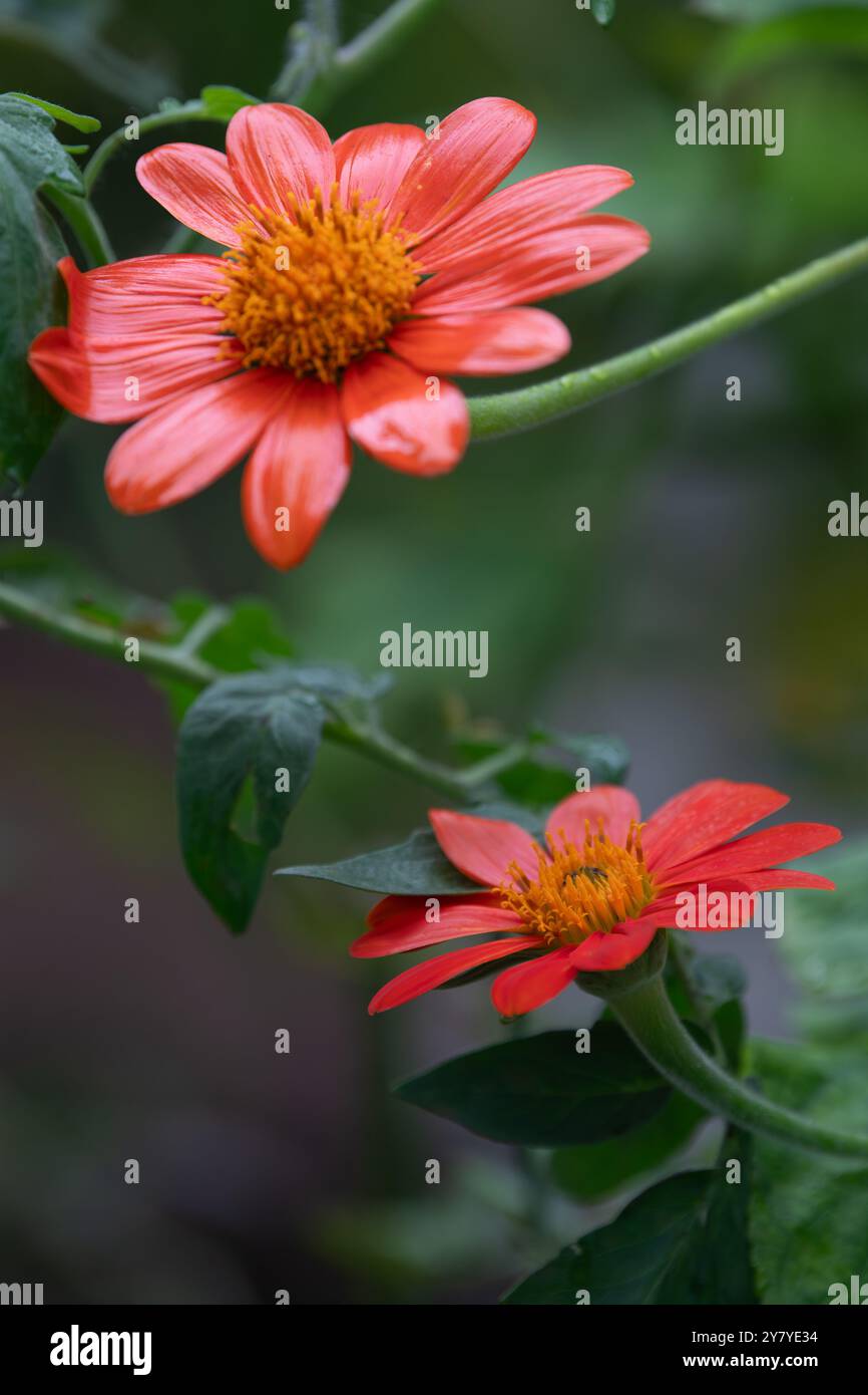 The vibrant orange flowers of Mexican tithonia, or Tithonia ...
