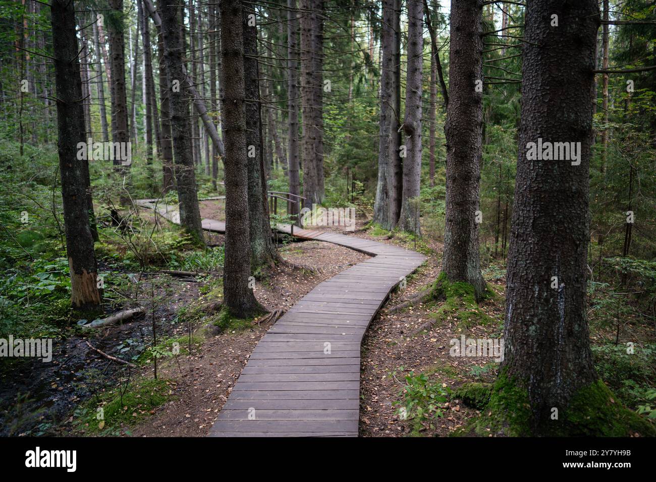Ecological winding wooden pathway in national park through dark ...