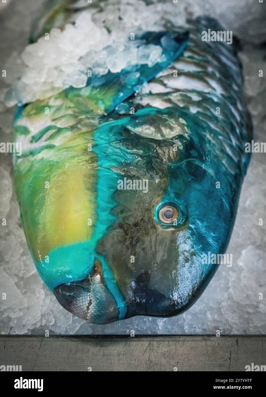 Parrot fish. Papeete. Tahiti. French Polynesia Stock Photo - Alamy