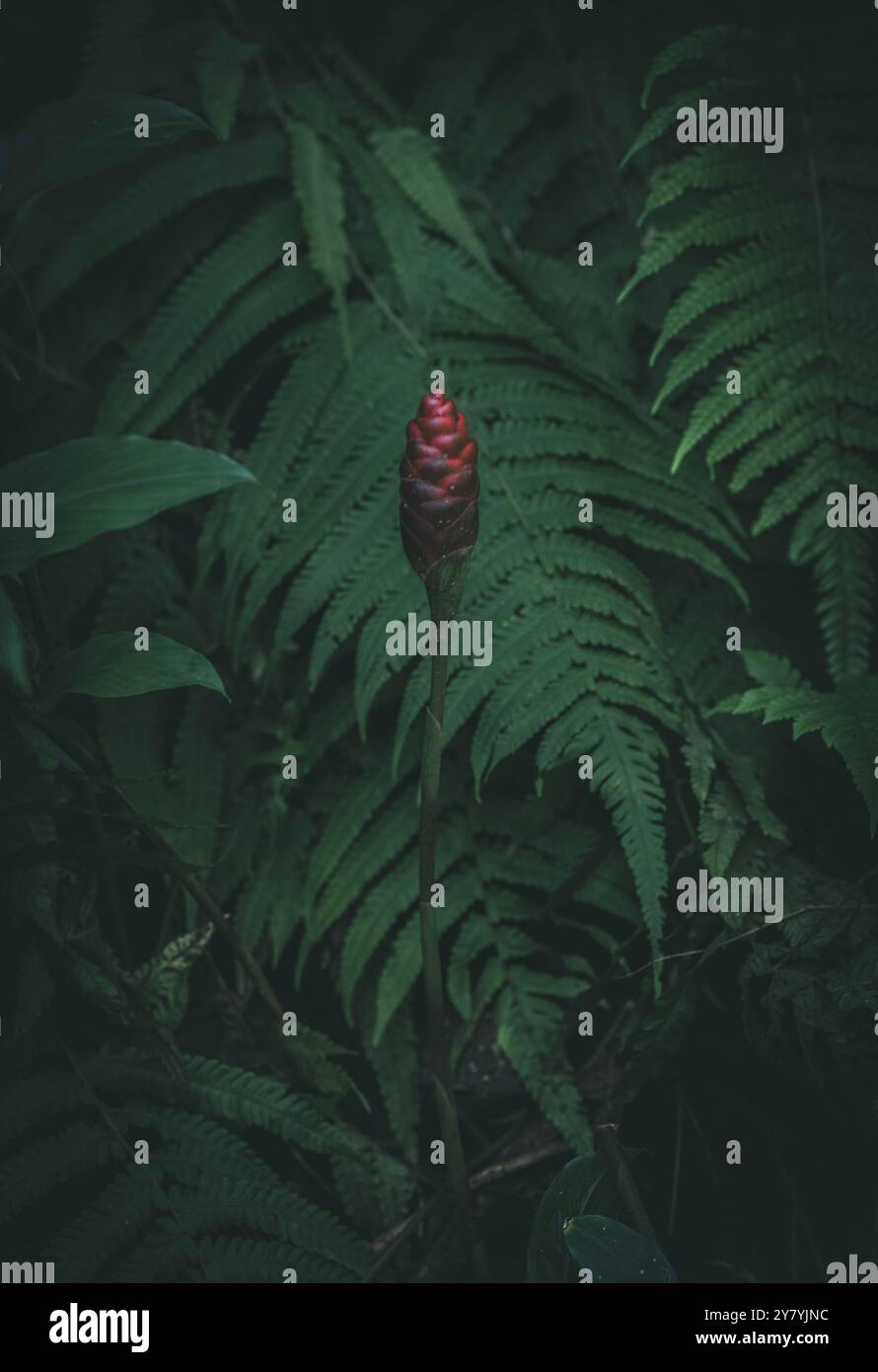 Sand ginger plants hi-res stock photography and images - Alamy