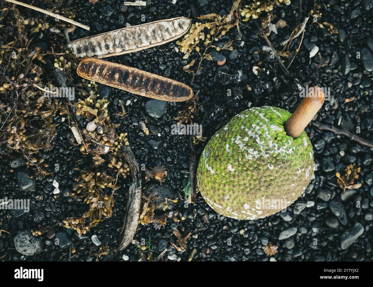 Beach finds. Tahiti. French Polynesia Stock Photo - Alamy