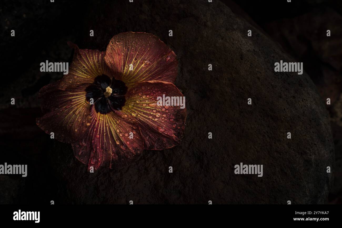 Hibiscus flower under the rain. Moorea Island. French Polynesia Stock ...