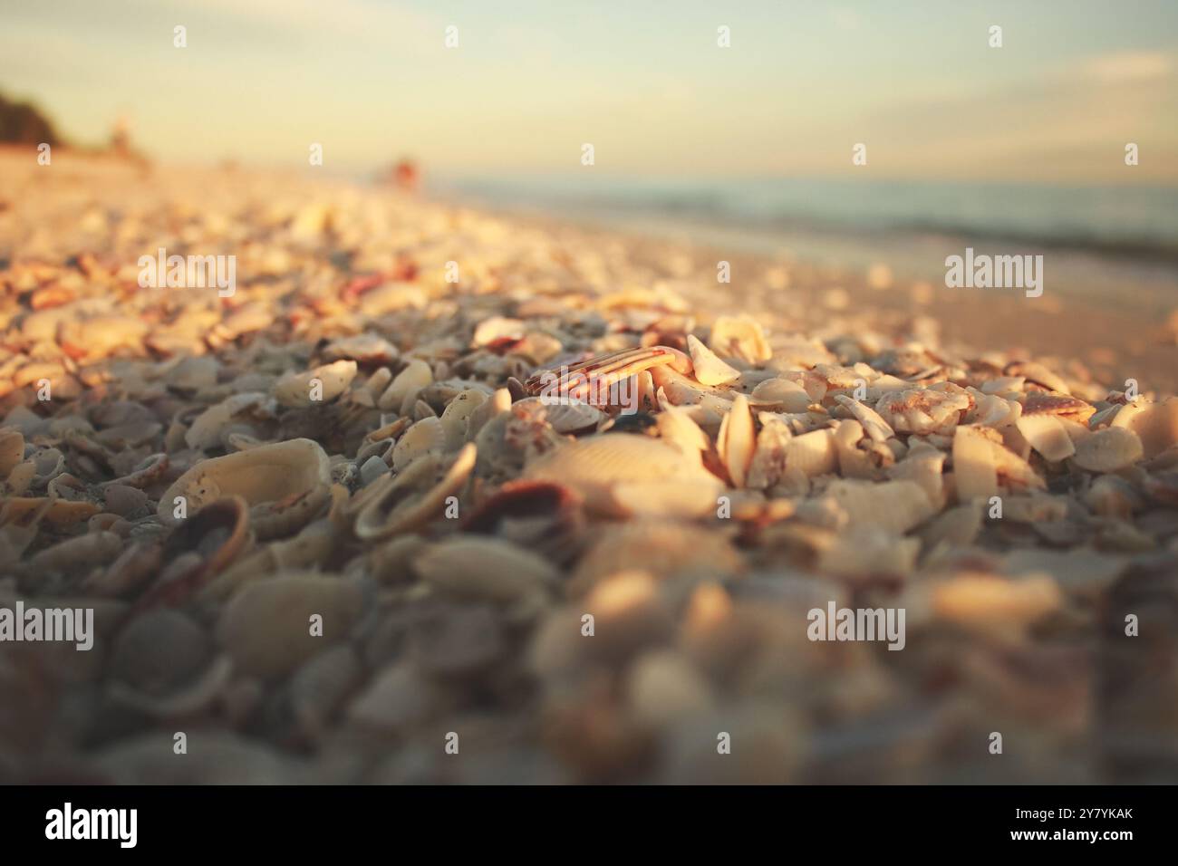 A closeup view of shells on the beach, seen in Sanibel Island, Florida ...