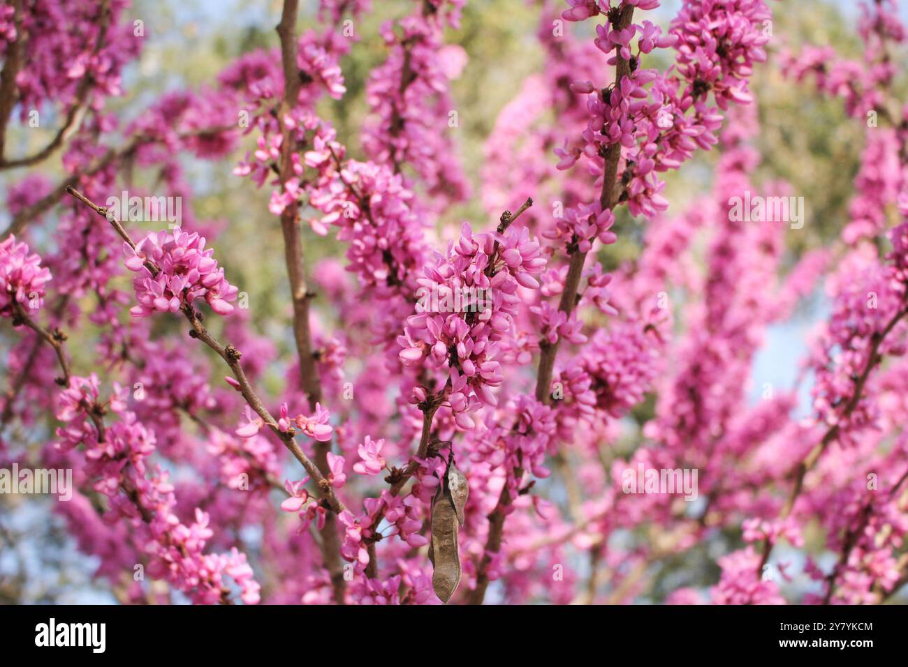A view of the beautiful pink branches of a Chinese redbud tree Stock ...