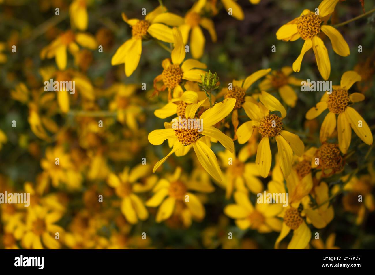 Goldeneye field hi-res stock photography and images - Alamy