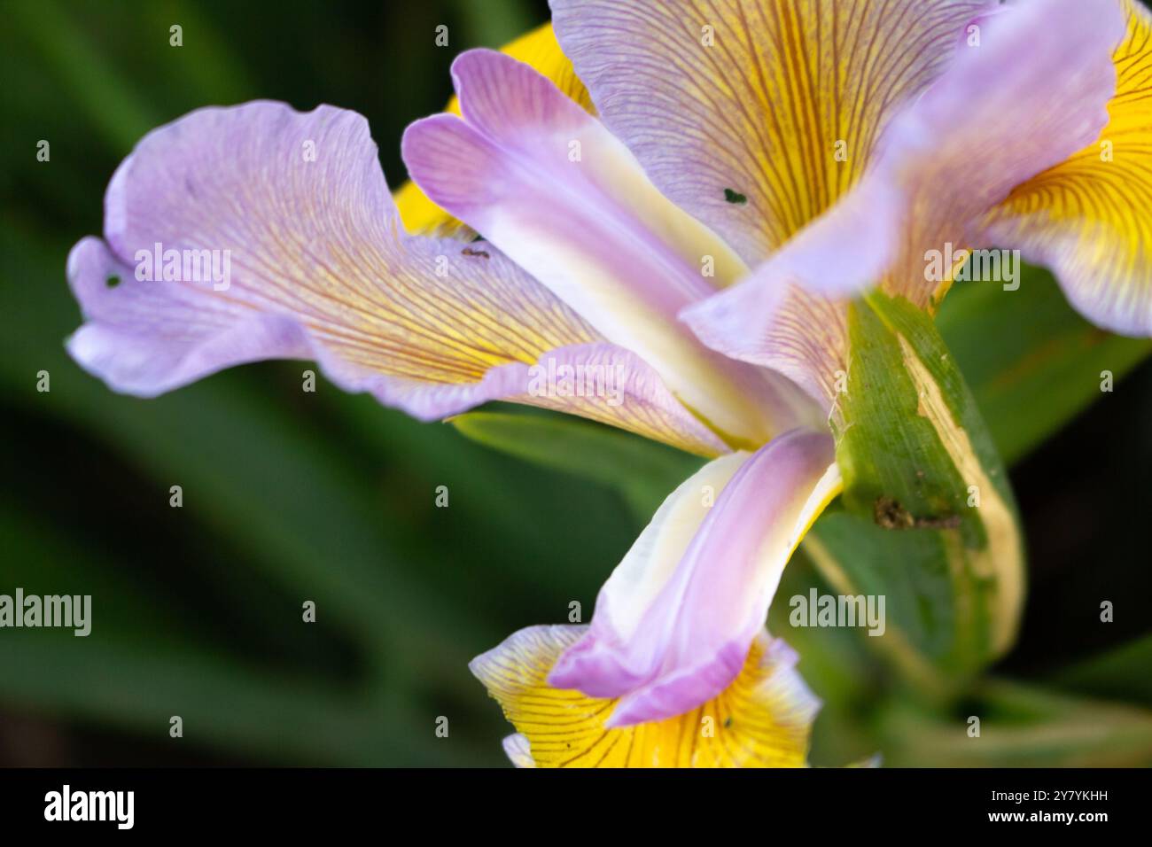 Closeup beautiful purple iris hi-res stock photography and images - Alamy