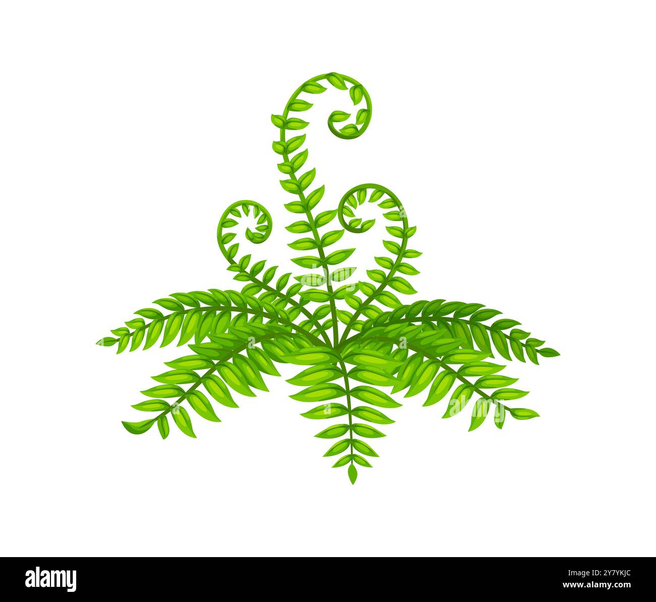 Green fern, tropical , plant with intricate leaves and spiral fronds ...