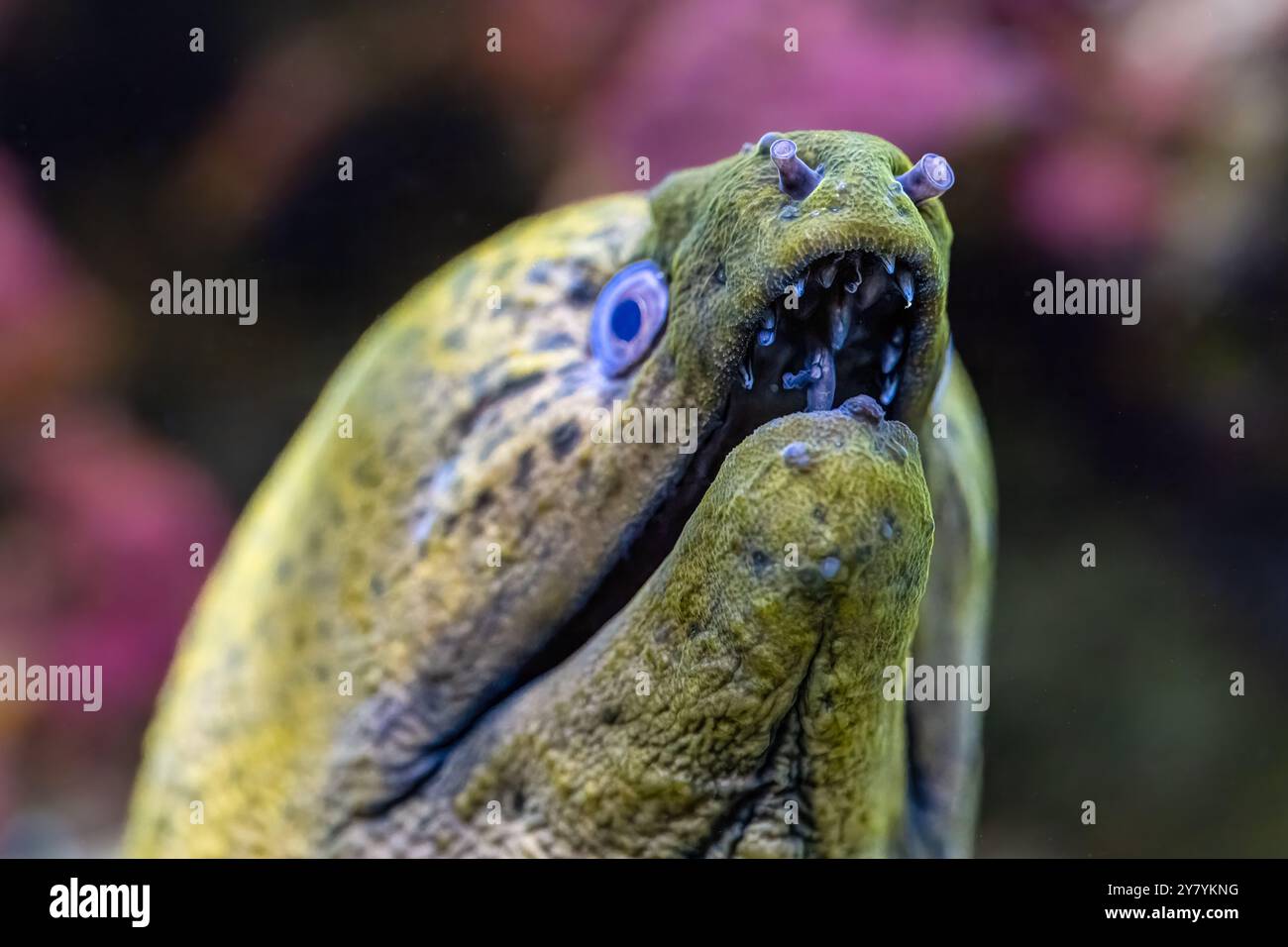 Gymnothorax javanicus, The giant moray is a species of moray eel and ...