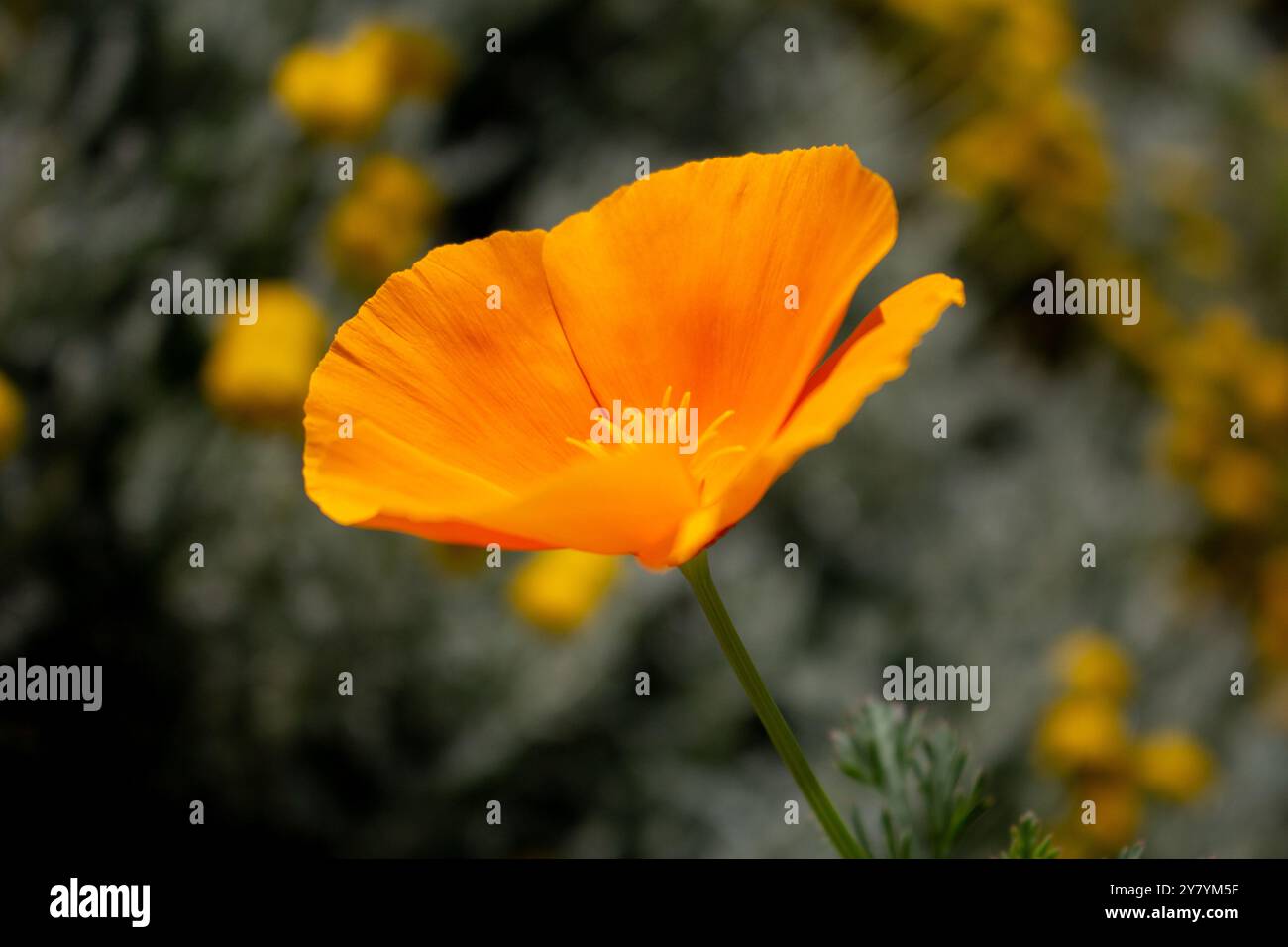 California poppy closeup hi-res stock photography and images - Alamy