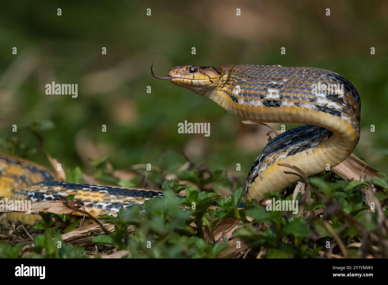 Aggressive radiated ratsnake or copperhead rat snake (coelognathus ...