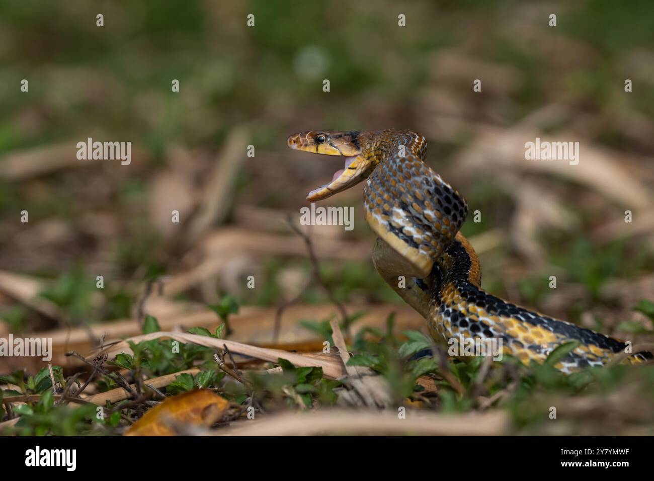 Aggressive radiated ratsnake or copperhead rat snake (coelognathus ...