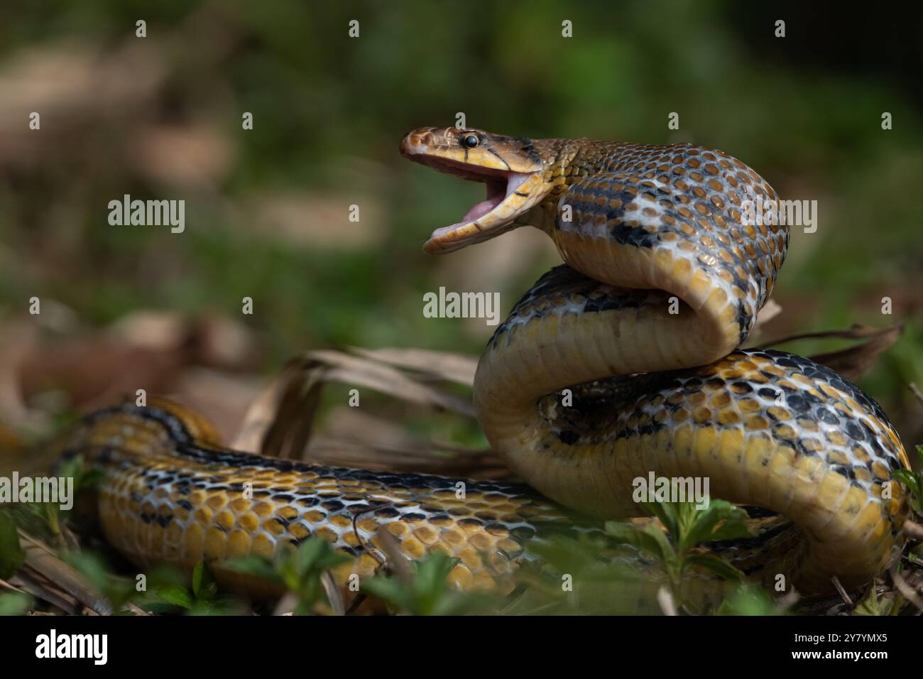 Aggressive radiated ratsnake or copperhead rat snake (coelognathus ...