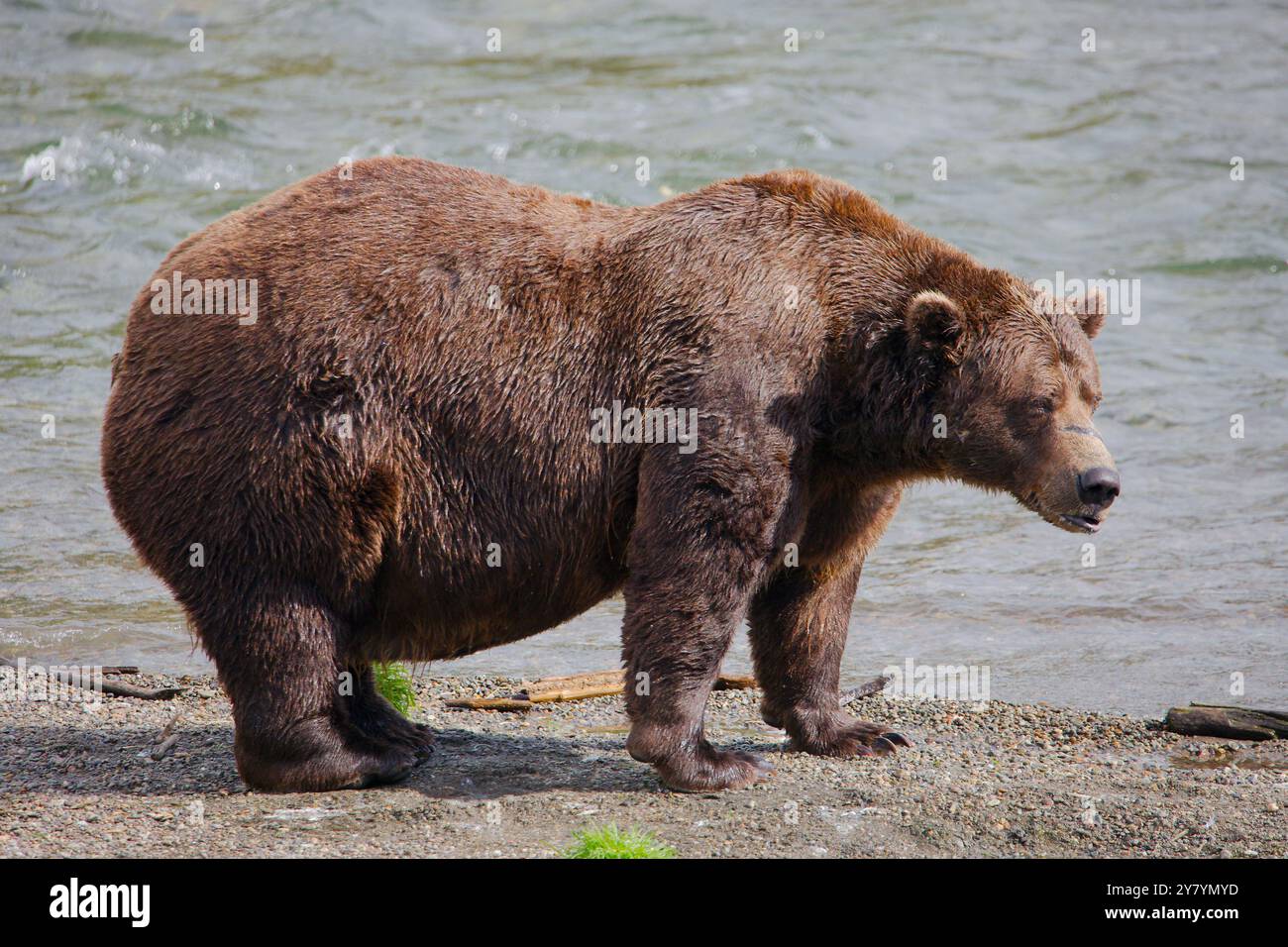 This image provided by the National Park Service shows bear 32 Chunk at ...