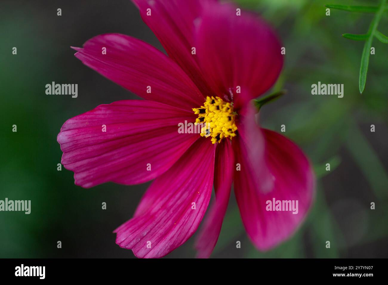 Black cosmos flower hi-res stock photography and images - Alamy