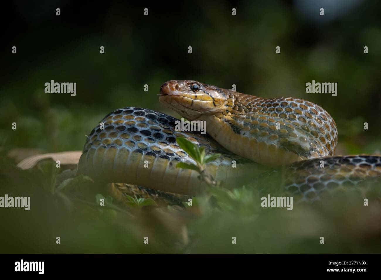Aggressive radiated ratsnake or copperhead rat snake (coelognathus ...