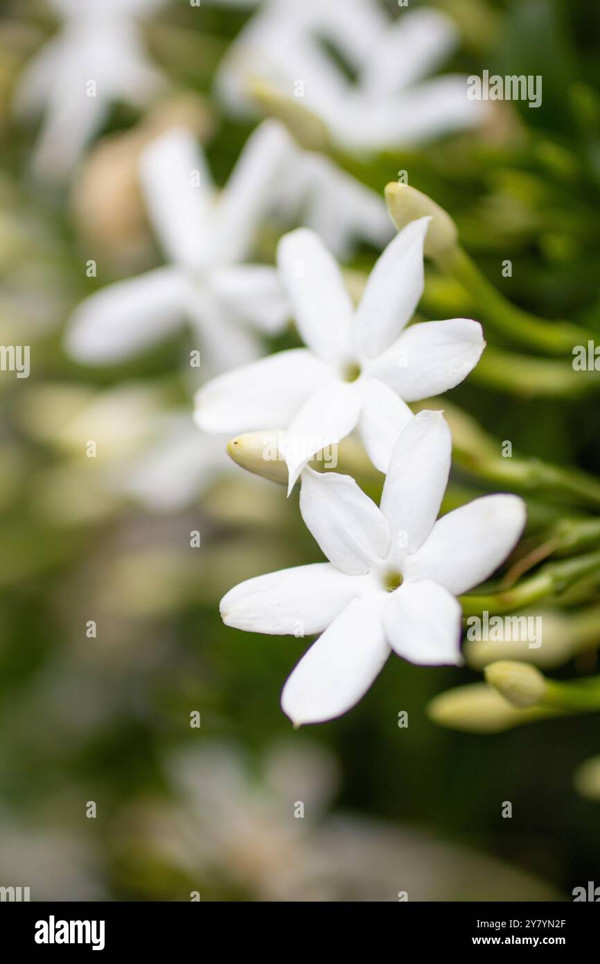 Jasmine cluster hi-res stock photography and images - Alamy