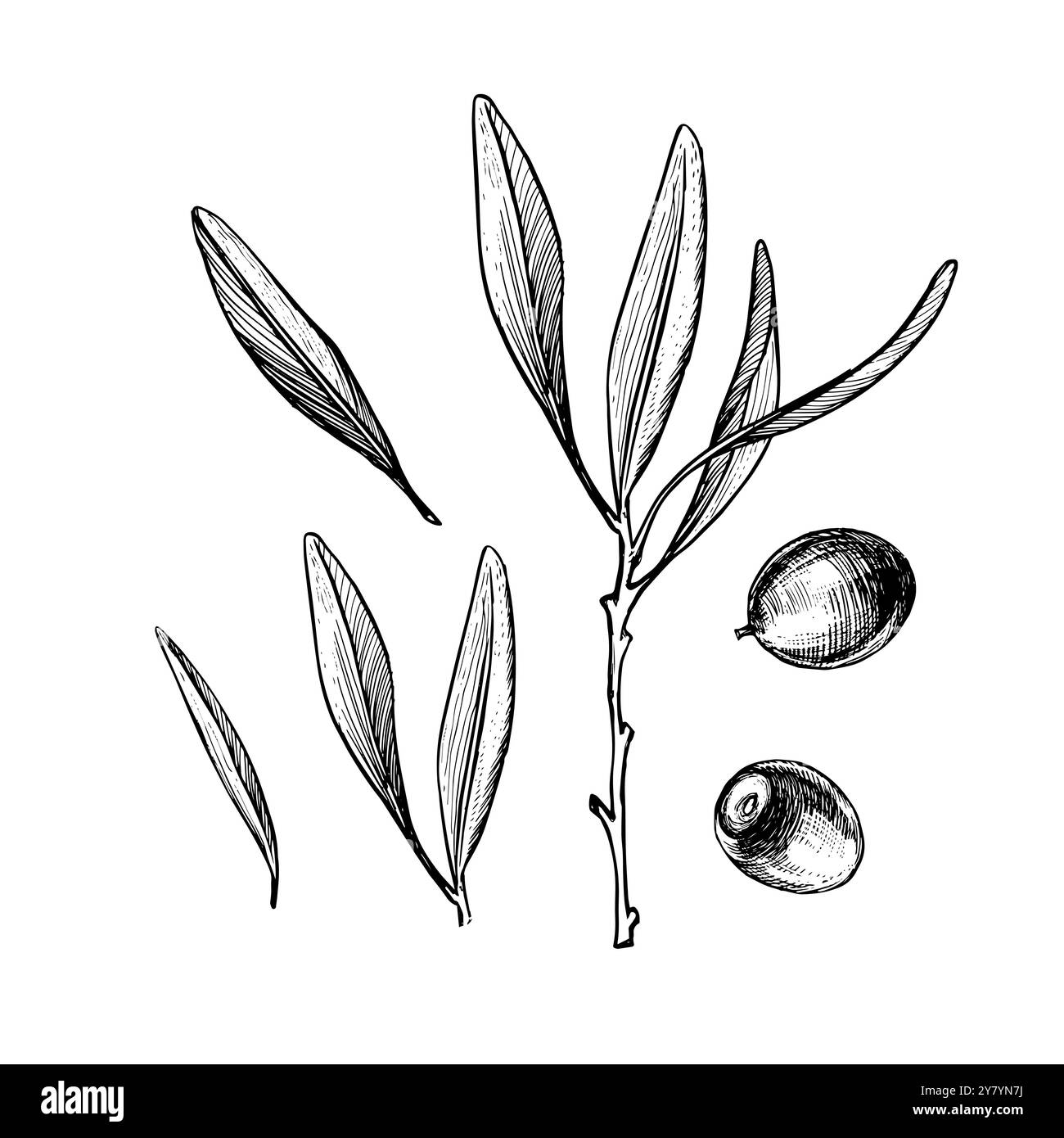 Hand drawn elements olive branch with leaves and fruits. Vintage ...