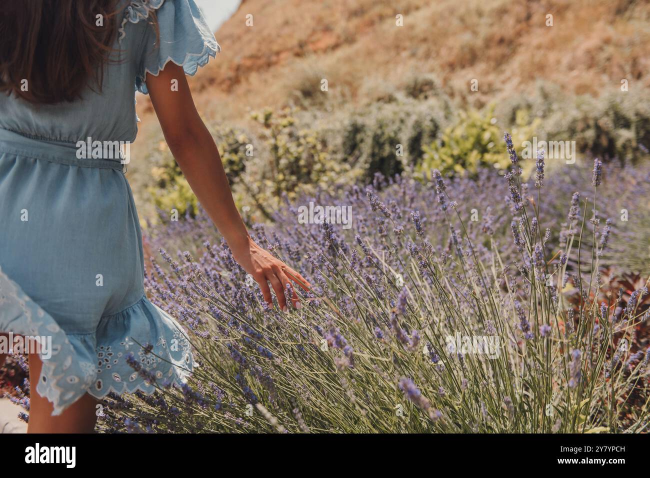 Close-up rear view of unrecognizable woman touching lavender flowers ...