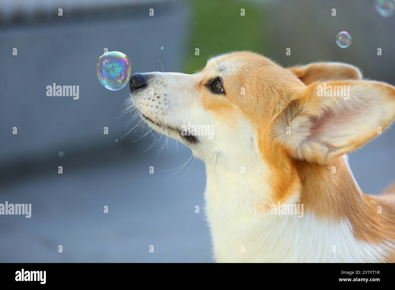 Cute pembroke welsh corgi having fun with bubble blower Stock Photo - Alamy