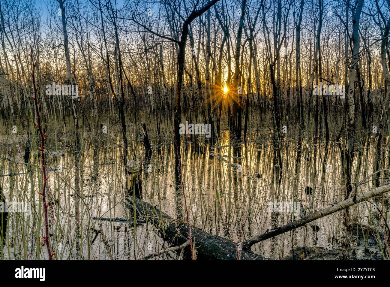 Natural area in city park flooded with snow melt water a year after a ...