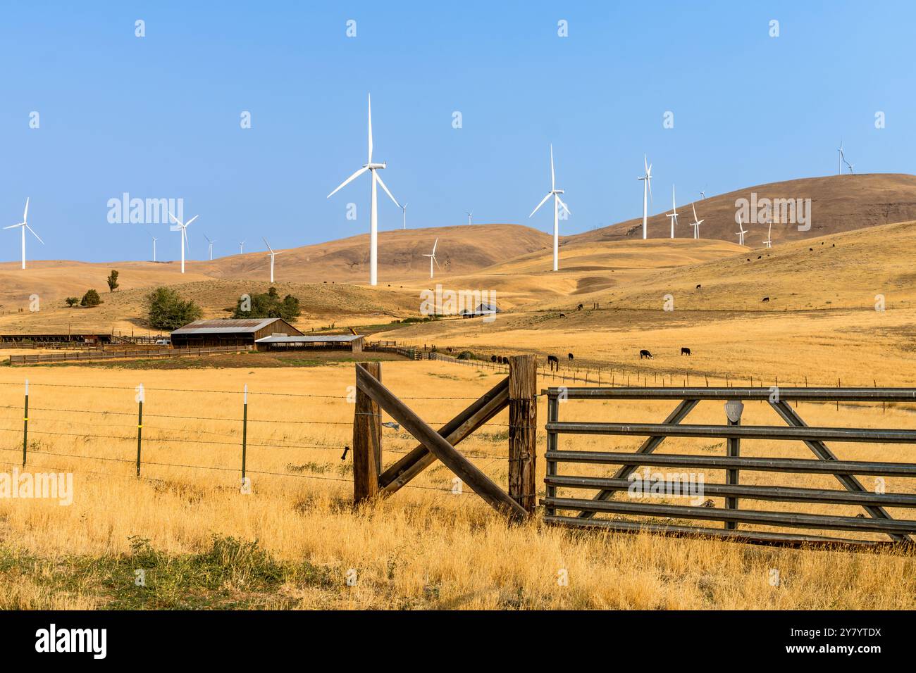 Farm yard with cows behind barbed wire fence with wind turbine ...