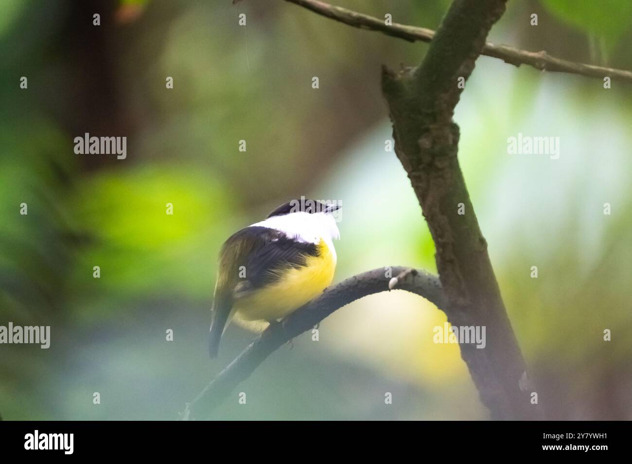 White-collared Manakin (Manacus candei) of Costa Rica Stock Photo - Alamy