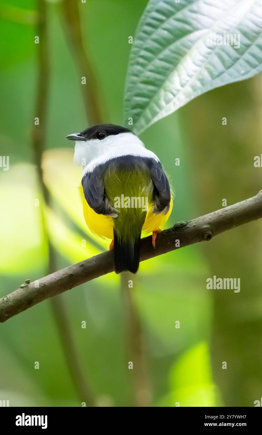 White-collared Manakin (Manacus candei) of Costa Rica Stock Photo - Alamy