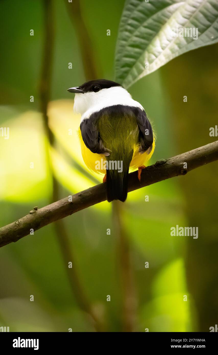 White-collared Manakin (Manacus candei) of Costa Rica Stock Photo - Alamy
