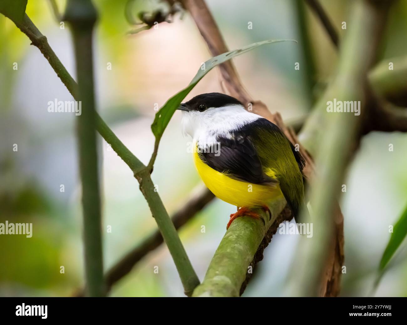 White-collared Manakin (Manacus candei) of Costa Rica Stock Photo - Alamy