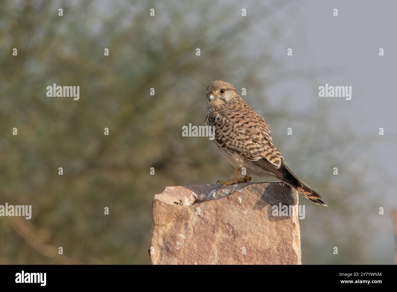common kestrel (Falco tinnunculus), also known as the European kestrel ...