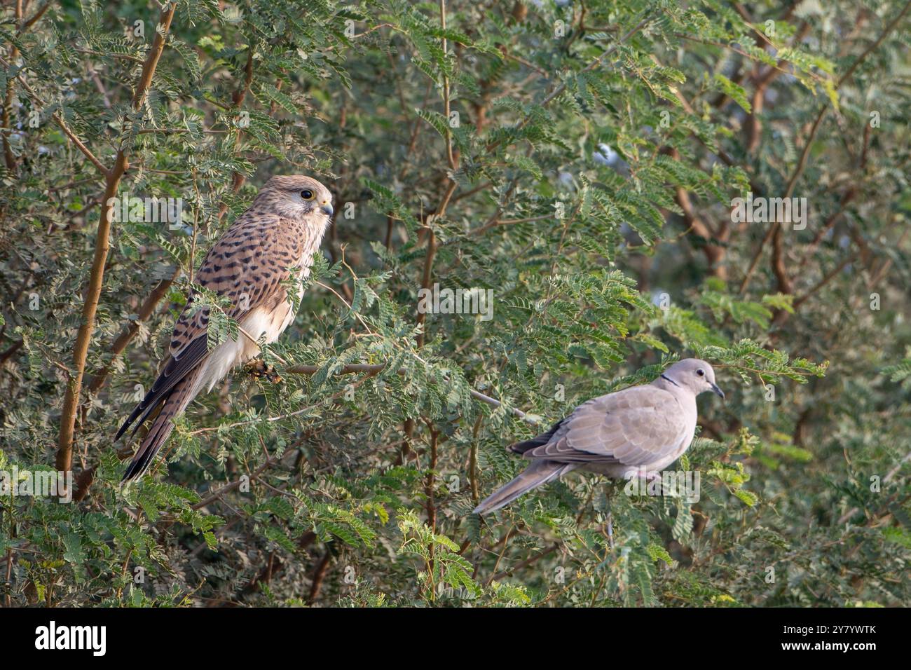 common kestrel (Falco tinnunculus), also known as the European kestrel ...