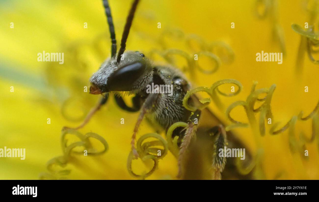 A collection of sweat bees, and a fly I didn't realize I selected until ...