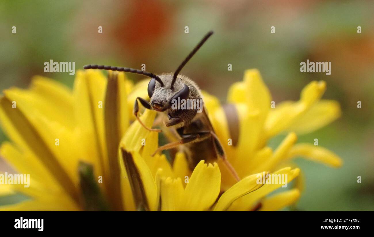 A collection of sweat bees, and a fly I didn't realize I selected until ...