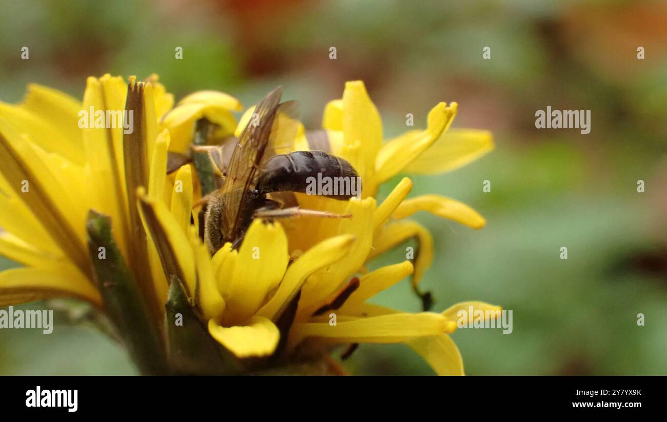 A collection of sweat bees, and a fly I didn't realize I selected until ...