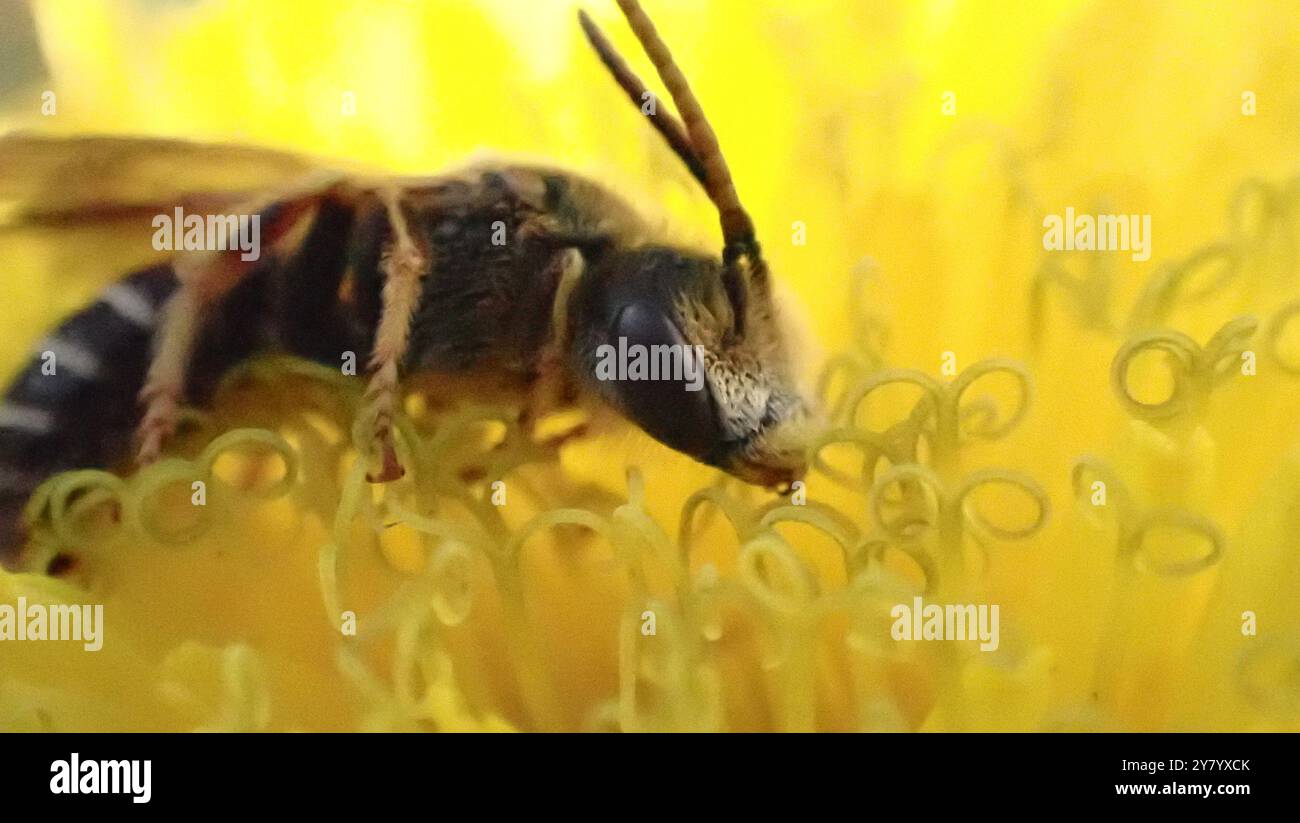 A collection of sweat bees, and a fly I didn't realize I selected until ...