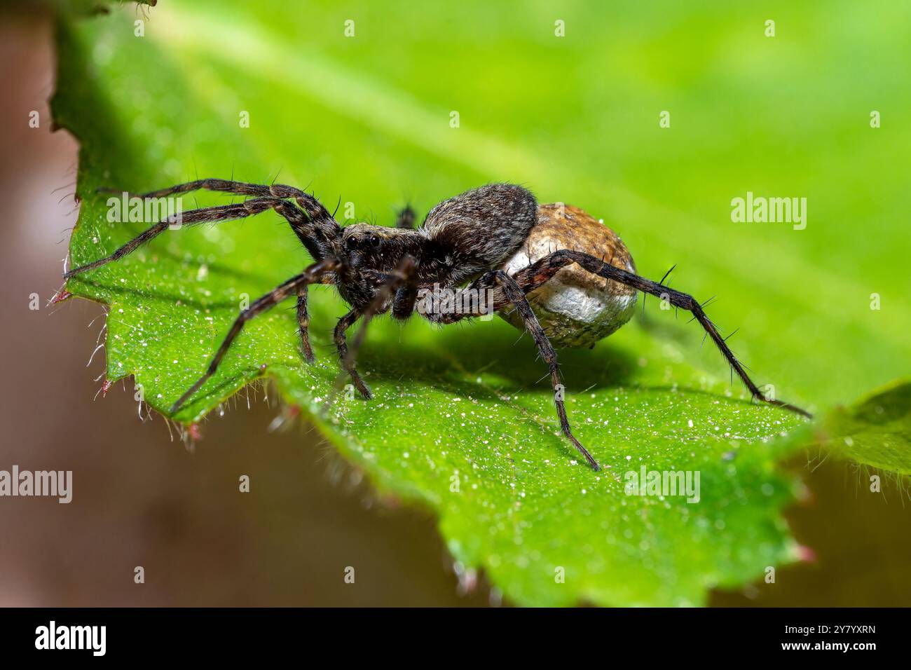 Macro shot of a wolf spider "Pardosa lugubris" on a green leaf in the ...