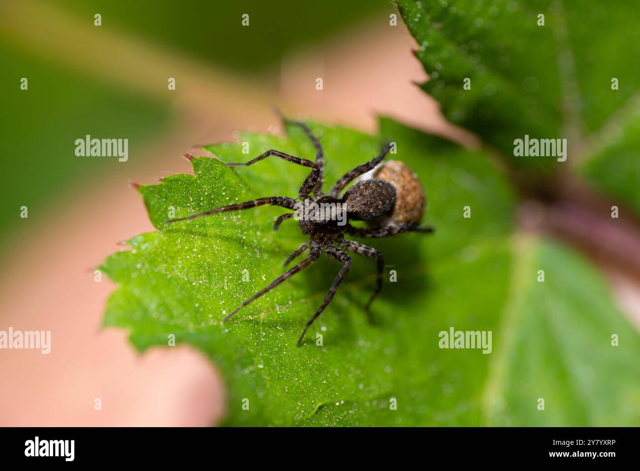 Macro shot of a wolf spider "Pardosa lugubris" on a green leaf in the ...