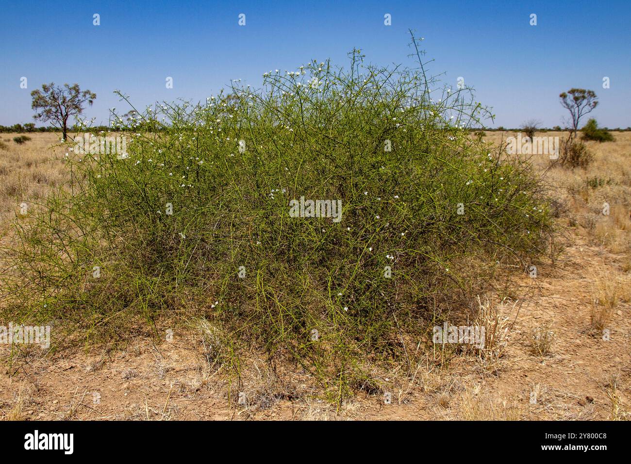 Twiggy emu-bush photographed in South Western Queensland Australia ...